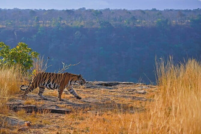 Panna National Park Tiger Safari with Transfer from Khajuraho - Practical Tips