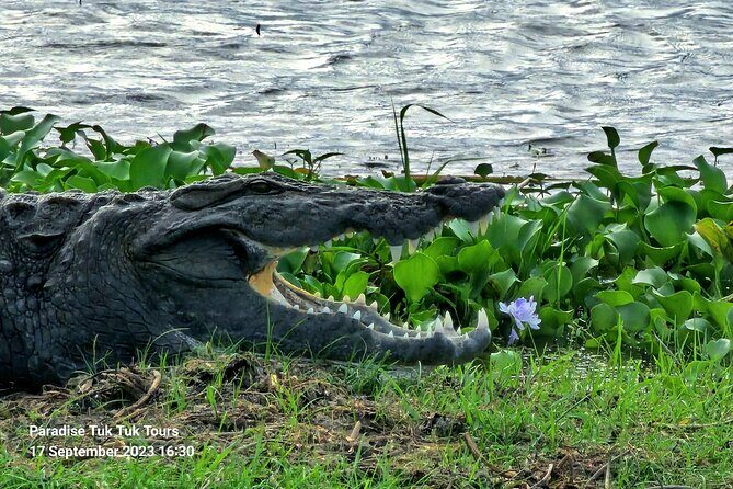Paradise Bundala Safari Tours - Transportation and Logistics