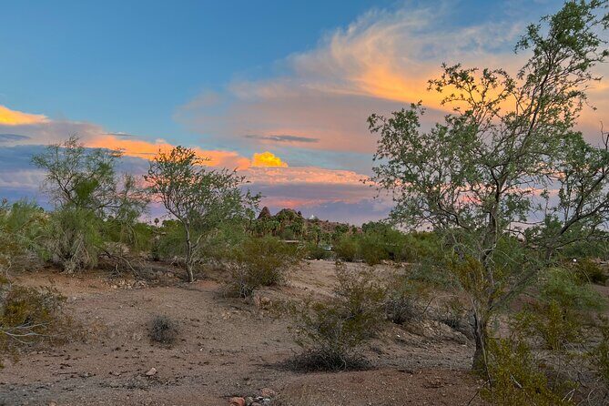 Peaceful Morning Walk: Guided Journey Through the Sonoran Desert - Who Should Consider This Tour?