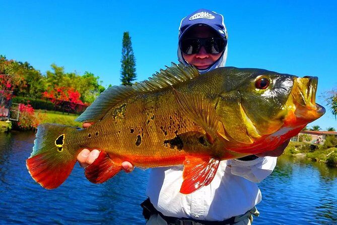 Peacock Bass Fishing Trips Near Miami Florida - Who Should Consider This Tour?