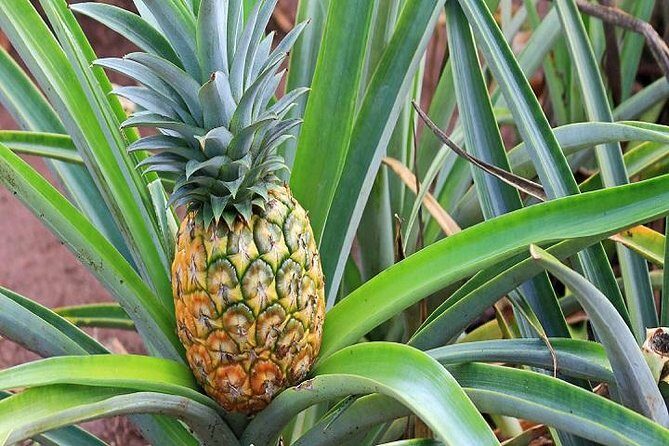 Pearl Harbor & Mini Circle Island from the Big Island - An in-depth look at the tour experience