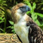 Philippine Eagle Center/Shopping - Key Points