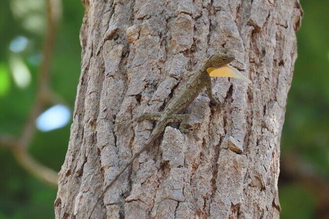 Phnom Penh & Kirirom National Park Birds Tour - Day 1: Wetlands and Lotus Fields
