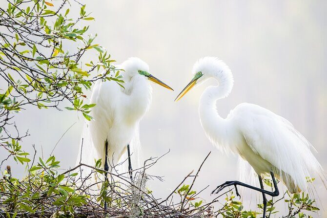 Photograph low country wildlife with a professional photographer - Who Should Consider This Tour?