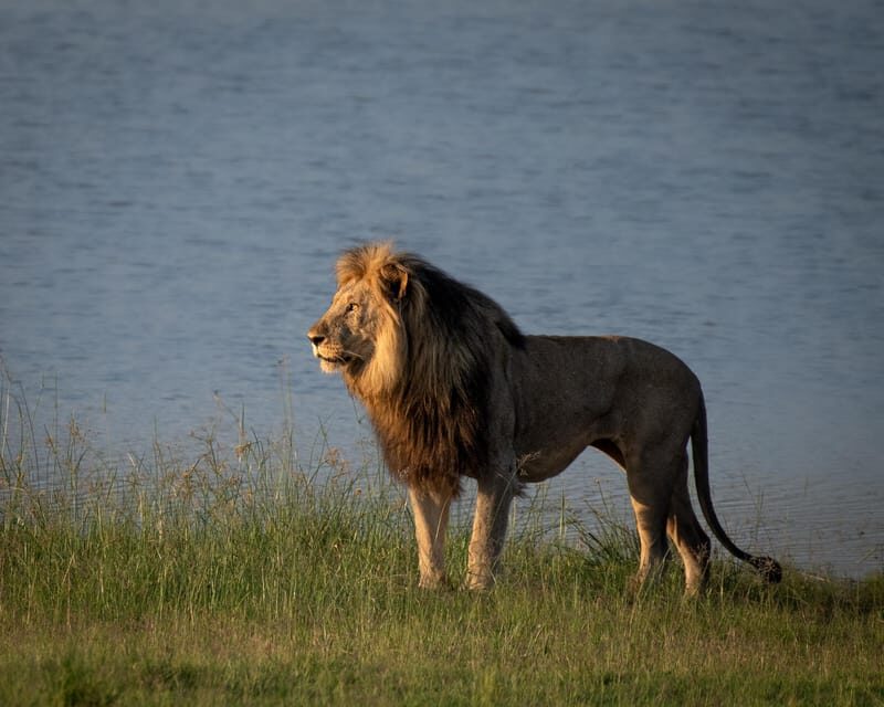 Pilanesberg Explorer (Day Tour) - The Safari Experience: What Will You See?