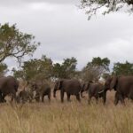 Pilanesberg full day game drive departing from Johannesburg - What to Expect: A Well-Structured Day in the Wild
