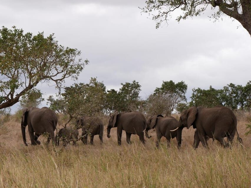 Pilanesberg full day game drive departing from Johannesburg - What to Expect: A Well-Structured Day in the Wild
