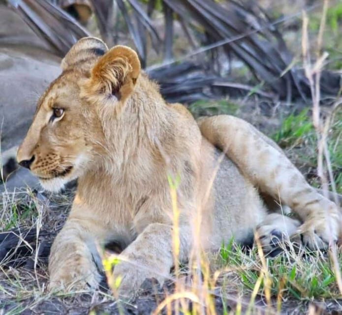 Pilanesberg Game Reserve Full Day Safari - Detailed Breakdown of the Itinerary