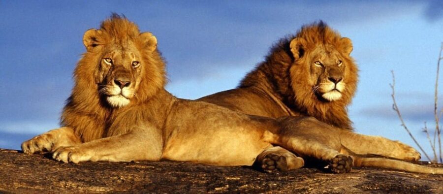 Pilanesberg Game reserve safari with pickup in Johannesburg - Analyzing the Value