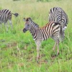 Pilanesberg National Park: 6H Game Drive with Lunch - Who Will Love This Tour?