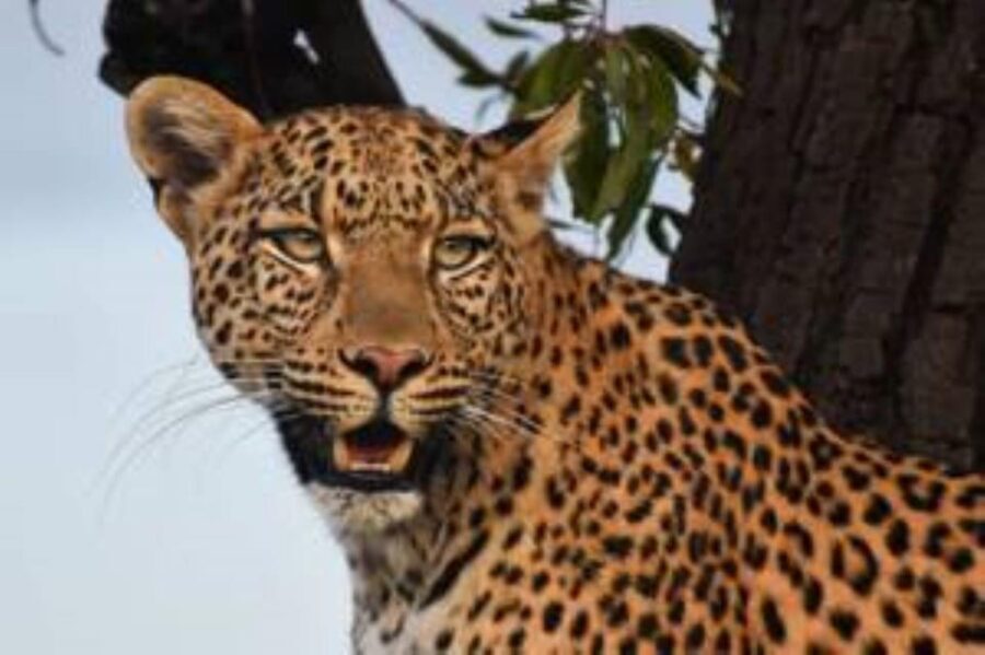 Pilanesberg : Sunrise Morning Game Drive - Why This Tour Works Well
