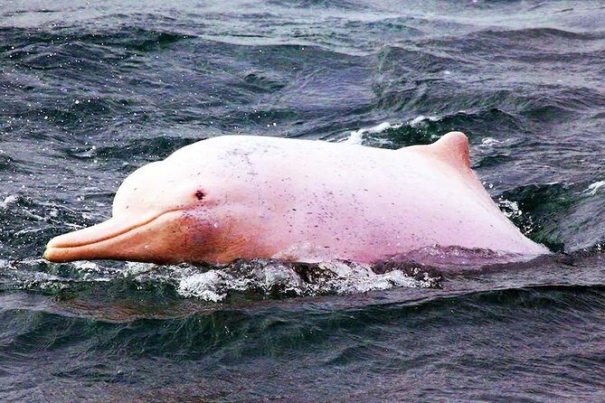 Pink Dolphin Spotting & Pig Island Speedboat Tour From Koh Samui - What Do the Reviews Say?