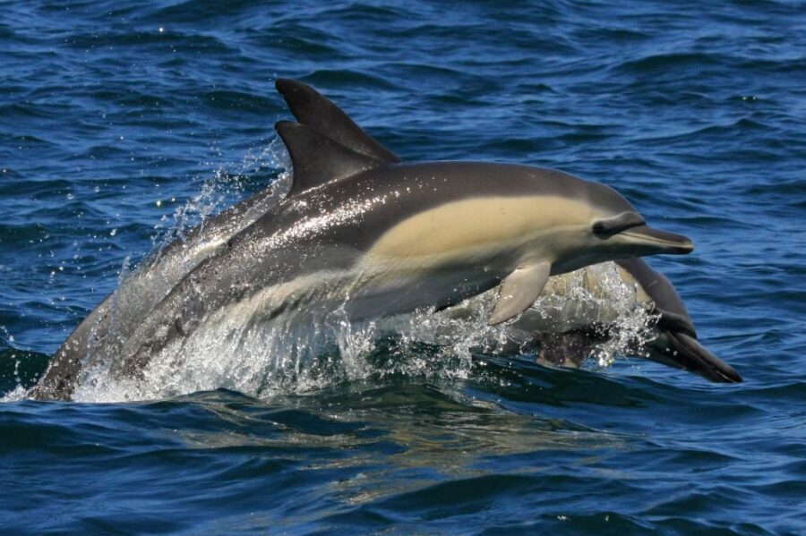Plettenberg Bay: Dolphin and Marine Boat Tour - The Itinerary in Detail