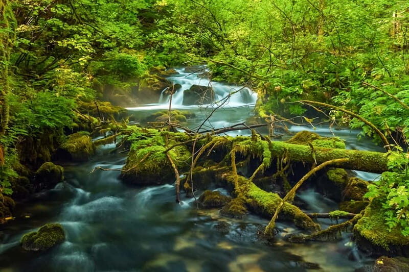Plitvice Lakes: Guided Walking Tour with Train and Boat Ride - Authentic Experiences and Real Feedback