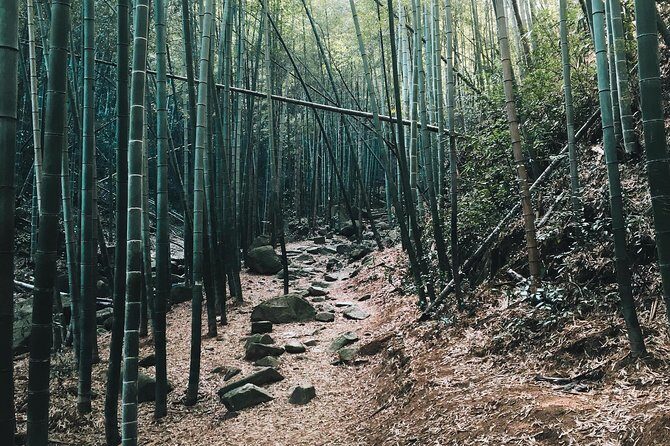 Plog and Hike Mount Mogan Nature Reserve  Guided Outdoor Tour from Hangzhou - Transportation and Logistics