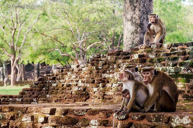 Polonnaruwa Day Tour From Kandy - The Practical Side: Comfort, Costs, and Convenience