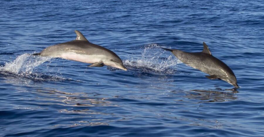 Pore: Dolphin Spotting Cruise with Included Drinks - The Value of the Experience