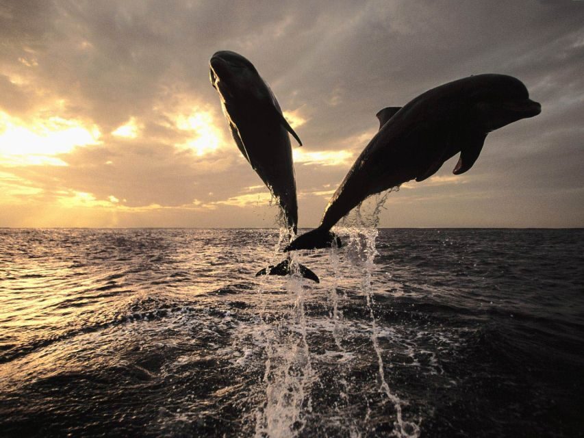 Pore: Private Snorkeling Tour with Dolphin-Watching - The Itinerary and What You’ll Experience