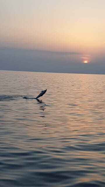Pore: Sunset Dolphin Safari with Dinner and Drinks - The Sum Up