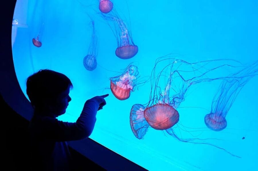 Prague: The World Of Jellyfish Entry Ticket w/ Drink - The Highlights: Why Visit?