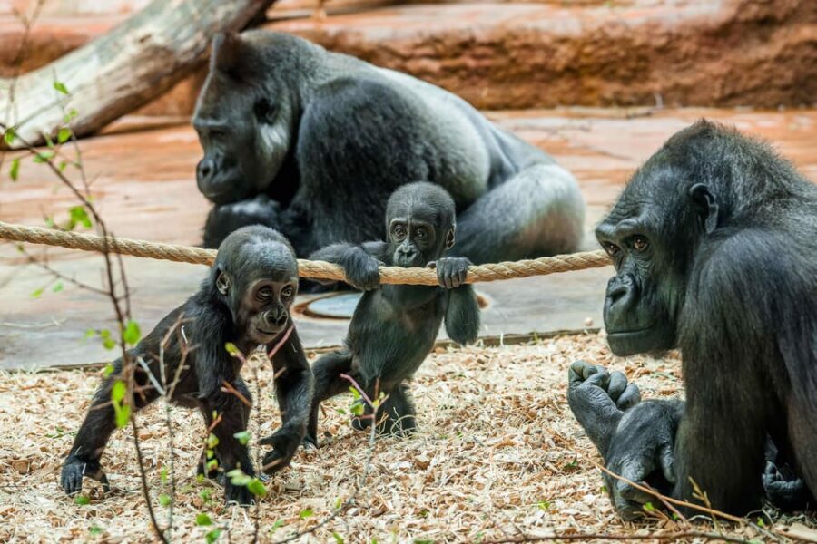Prague Zoo: Skip-the-Line Entry Ticket - An In-Depth Look at Prague Zoo