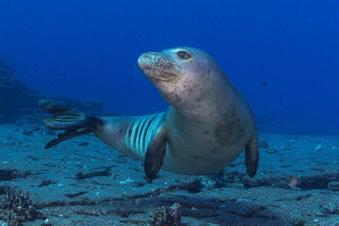 Premium Afternoon Scuba Charter for All Certified Diver Levels - What Travelers Say