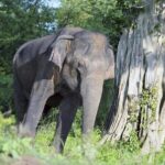 Private 2 Day Tour Udawalawe & Ella From Kandy - Who Should Consider This Tour?