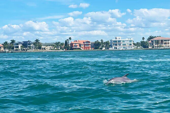 Private 2-Hour Dolphin Watching Cruise in St. Petersburg, FL - Pricing and Value