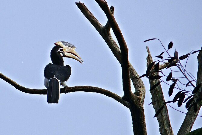 Private 3-Day Dandeli Birding Tour from Hubli - Potential Drawbacks and Considerations