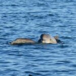 Private 3 Hour Powerboat Dolphin Cruise with Remote Beach Stop up to 6 guests - Final Thoughts