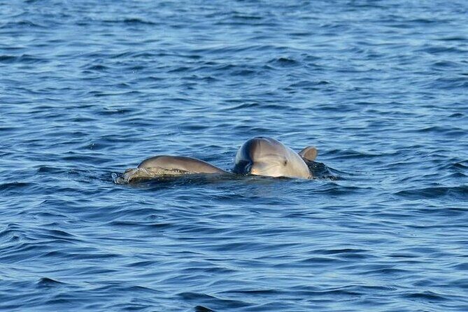 Private 3 Hour Powerboat Dolphin Cruise with Remote Beach Stop up to 6 guests - Final Thoughts