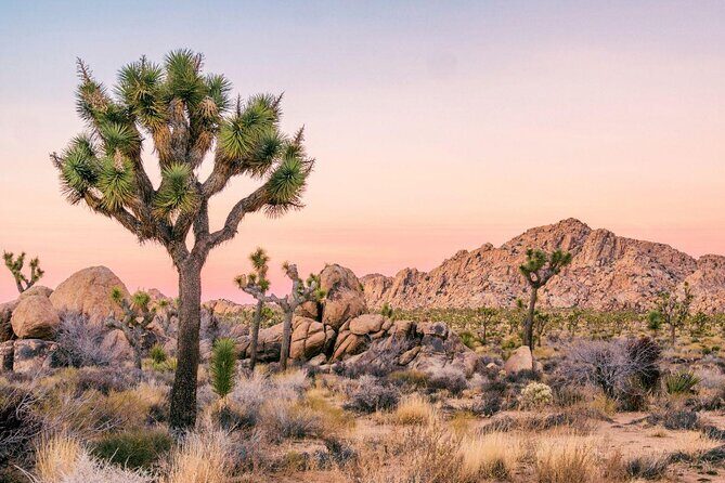 Private-36 Hour Adventure in Joshua Tree National Park - The Itinerary: What to Expect at Each Step