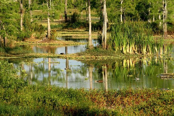 Private 4 Hour Everglades Tour Experience in the Wilderness - Final Thoughts: Is This Tour Right for You?