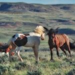 Private 4 Hour Red Canyon Wild Mustang Air Conditioned Van Tours - FAQ