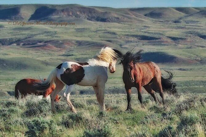 Private 4 Hour Red Canyon Wild Mustang Air Conditioned Van Tours - FAQ