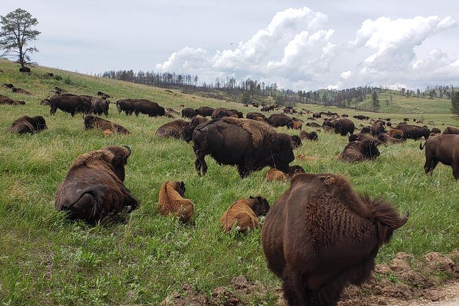 Private 5 Hour Black Hills Tour with Local Experts - Who Is This Tour Best For?