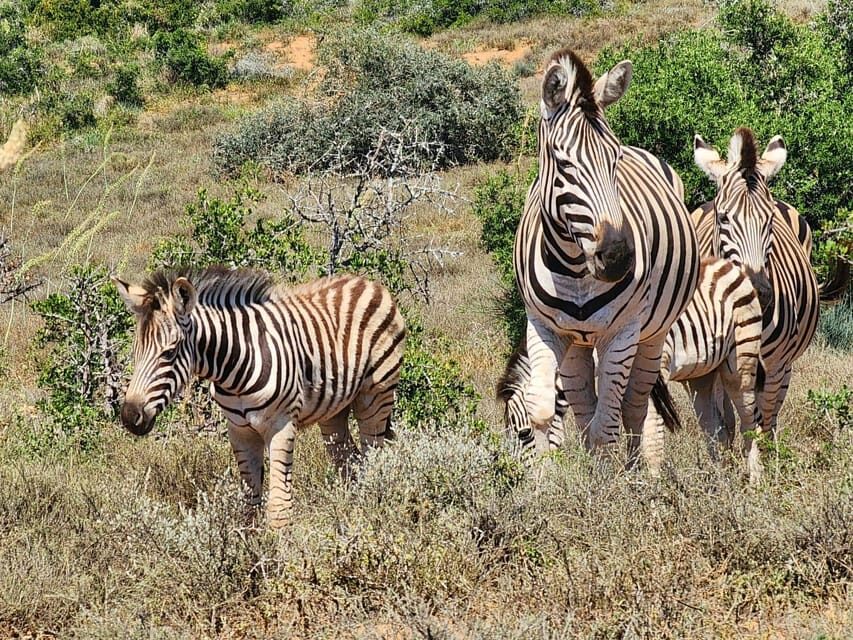 Private Addo Elephant National Park Half Day Tour - Who Should Book This Tour?