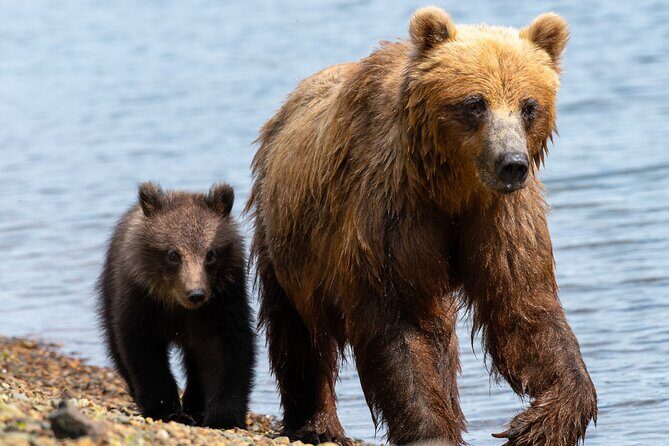 Private Bear Viewing By Seaplane - Final Thoughts: Who Will Love This Tour?