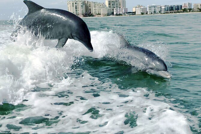 Private Best of Marco Island Dolphin Tour - Authentic Traveler Insights