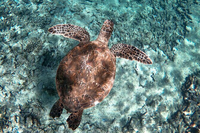Private Boat Cruise of Waikiki! Snorkel, Sightseeing, Sea Life! - FAQs