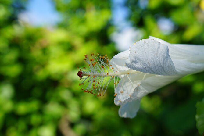 Private Botanical Garden Experience in the Heart of Maui - Why This Tour Offers Great Value