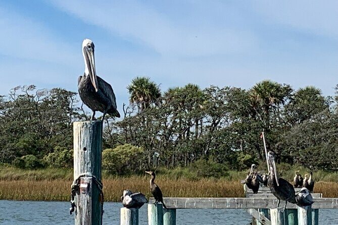 Private Charleston Dolphin and Eco Boat Tour - Final Thoughts