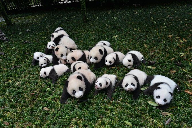 Private Chengdu Highlights Day Trip: Panda Base and City from Chongqing by Train - FAQ