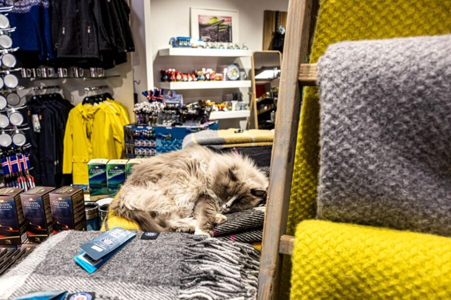 Private Combo Reykjavik Folklore & CatWalk - A Deep Dive into the Tour Experience