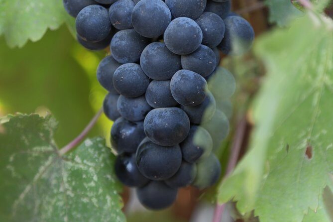 Private, Customized Napa Valley Wine Tasting Tour 6To14 passenger - Who This Tour Is Perfect For