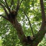 Private Day Tour: Chengdu Panda Base & downtown walking tour - Final Thoughts