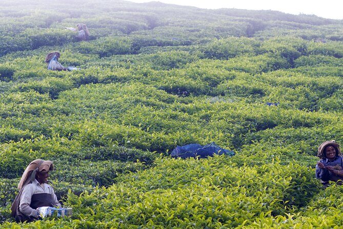 Private Day Tour of Munnar from Kochi in Air-Conditioned Vehicle - The Practical Perspective