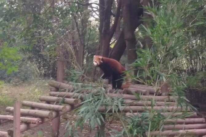 Private Day Tour to Chengdu Panda Base by Round-way Flight from Beijing - The Value of This Tour