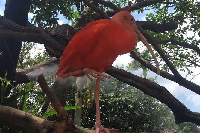 Private Day Tour to Chimelong Paradise and Birds Park from Guangzhou - The Tour Breakdown: What to Expect