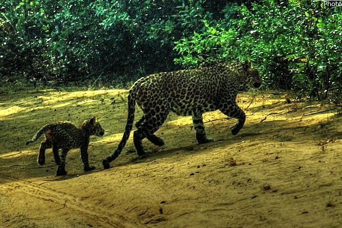 Private day trip Anuradapura ancient city, Wilpatu safari from Colombo or around - Why You’ll Love This Tour